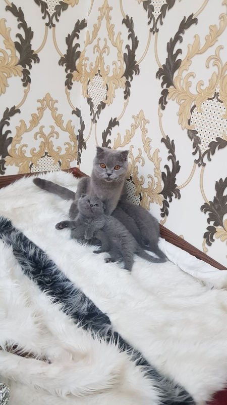 Scottish fold правильная вязка