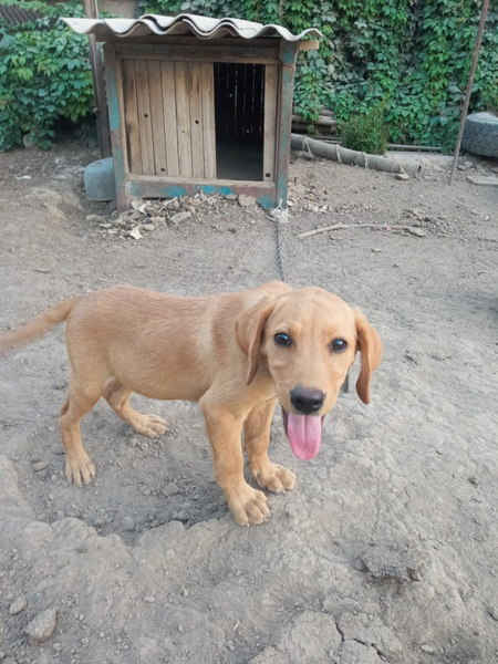 Toza zotli Labrador erkak 2oydan oʻtti juda oʻyinqaroq
