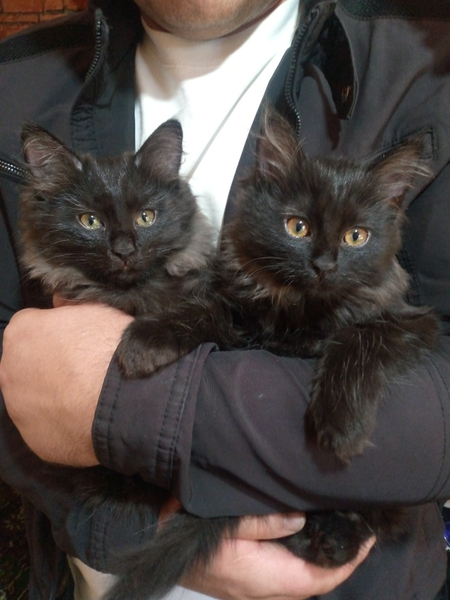 Продажа котят Мейнкун