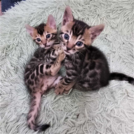 Чистокровные бенгальские котята