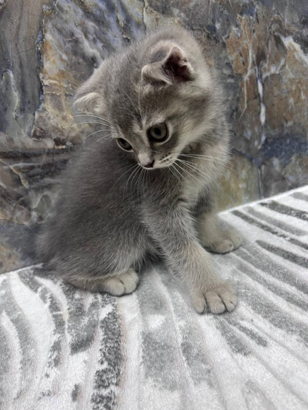 Котёнок скоттиш-фолд