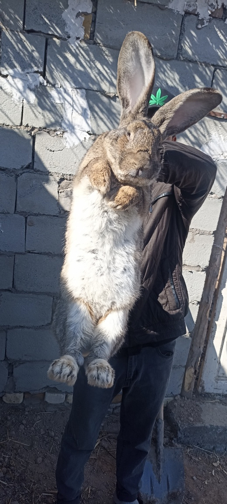 Flandr zotli quyonlar