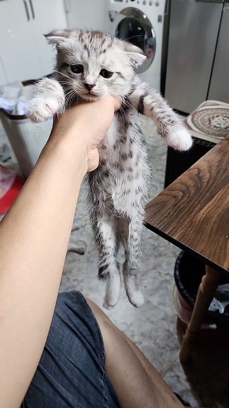 Продаётся котёнок