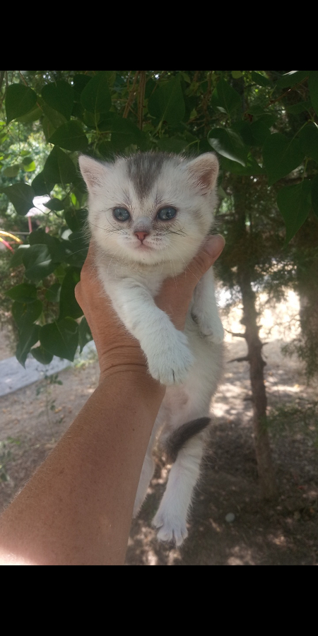 Продается котёнок