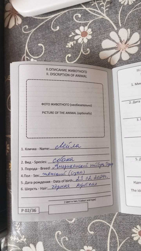 Американский питбуль терьер
