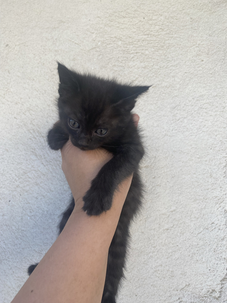 Отдам в доьрые руки котят