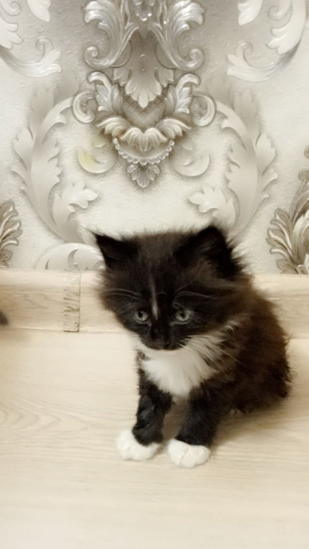3 oylik mushuk bolasi
