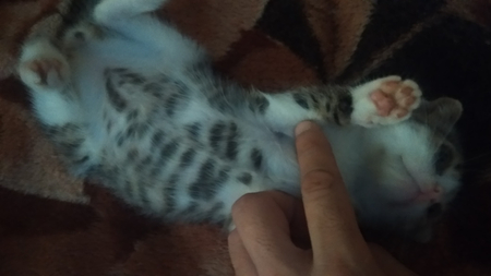 Маленький умный котенок ищет уютный домик 300 тыс