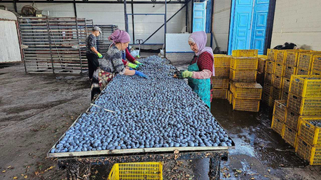 Слива сушёная, чернослив