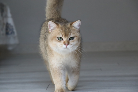 Золотая шиншилла