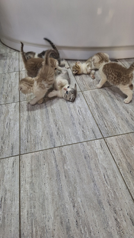 Котята скоттиш фолд