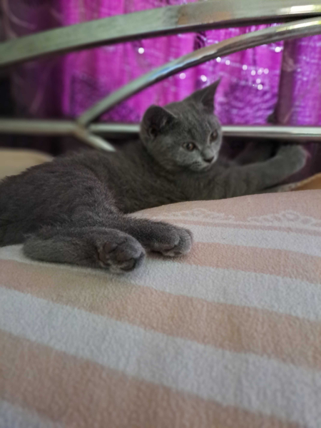 Скоттиш Страйт 100у.е