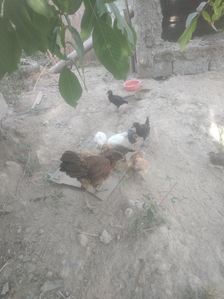 Joʻjalar sotiladi onasi bilan