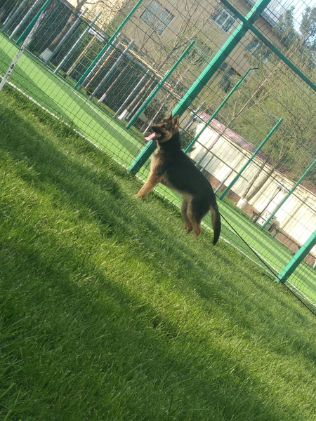 Afcharka toza qon