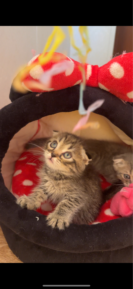 Скотиш фолд