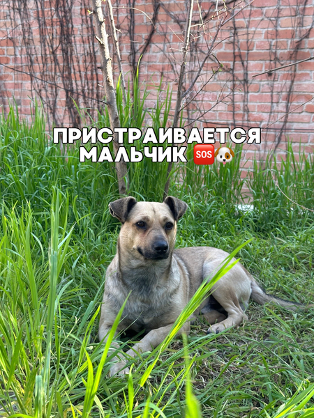Собака мальчик. Отдам даром в надежные руки!