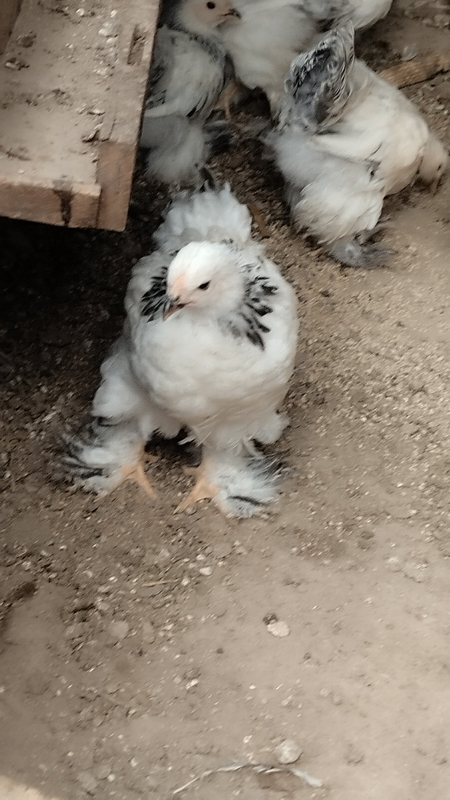 Bramo juja va tovuqlori sotladi
