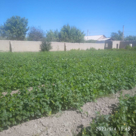 Navoiy viloyat Navbahor tumani G'ujboqtepa mahallasidan hovli sotiladi