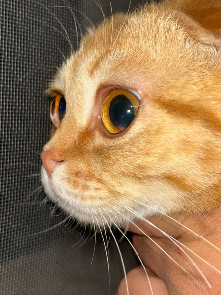 Scottish fold mushuk