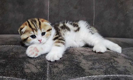 Шотландский котенок-мальчик