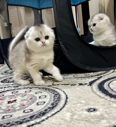Шотланский Скоттиш фолд ! Шиншилла !