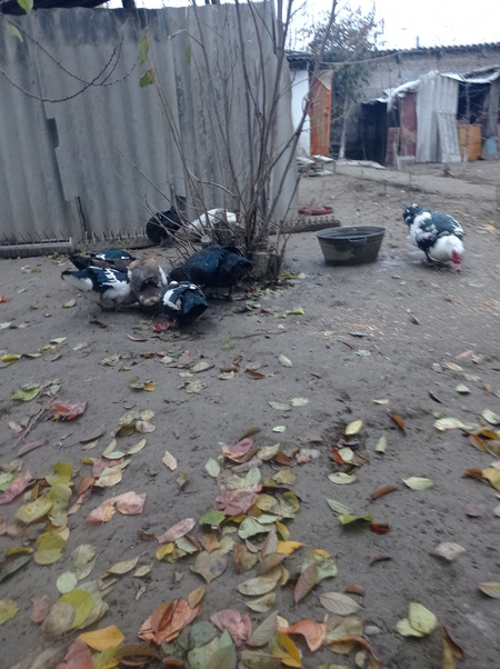 Indautki domawnie