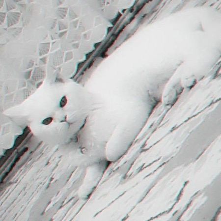 Mushuklarni vyazkaga taklif qilamiz