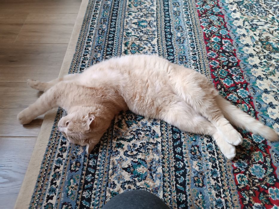 Шотландская вислоухая кот