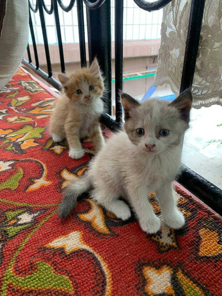 Котята в добрые руки