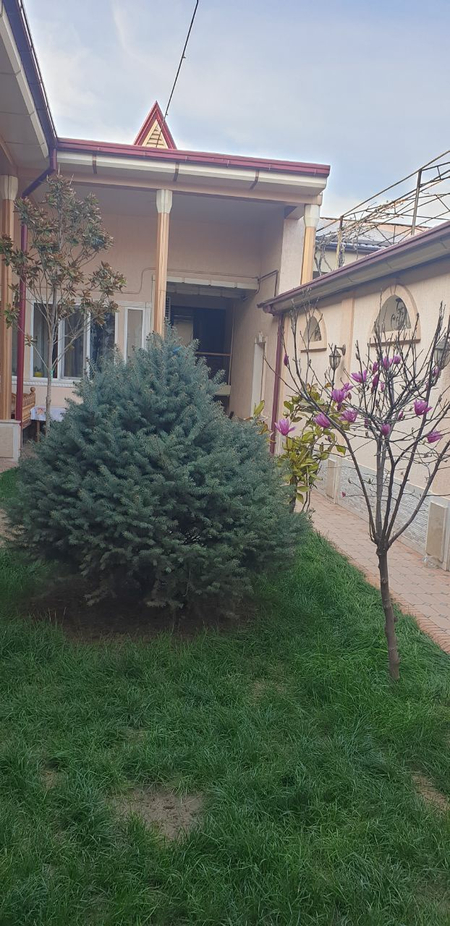 Срочно продам растение из своего дома