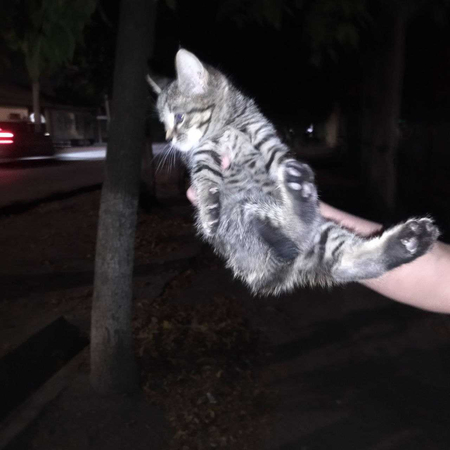 Кошечка в добрые руки