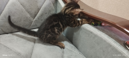 Бенгальский котёнок девочка