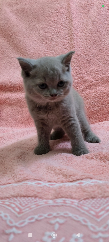 Котята породы скотиш