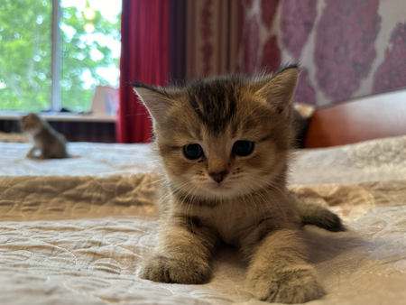 Продаются котята
