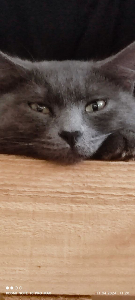 Sotiladi naqtga.faqat toza boqilgan