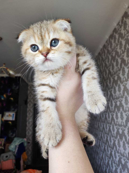 Котята Шотландские вислоухие