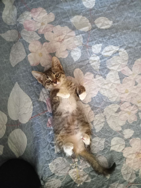 Отдам котенка в хорошие руки