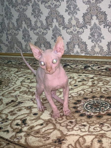 SFINKS mushugi sotiladi