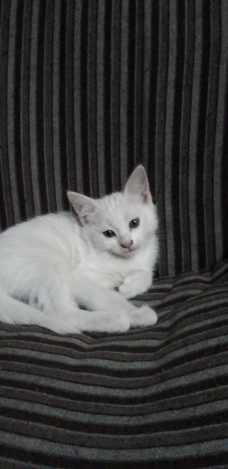 Котенок беленький