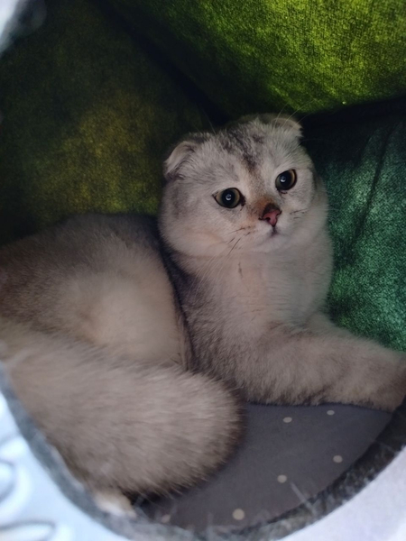 Вязка. Шотландский вислоухий шиншилла