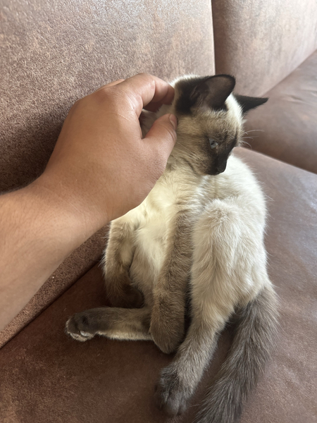 Чистокровный сиамская кошка