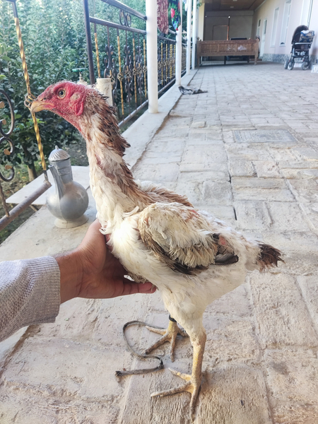 1 yosh mokiyin sotuvda yirik bola olaman deganlar uchun