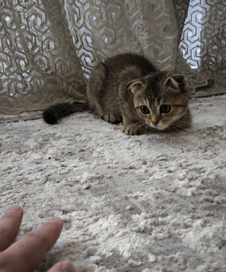 Mushuk bolasi sotiladi