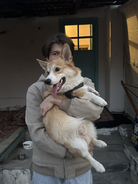 Вязка корги вельш пемброк