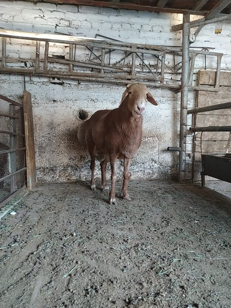 Qo'chqor sotiladi