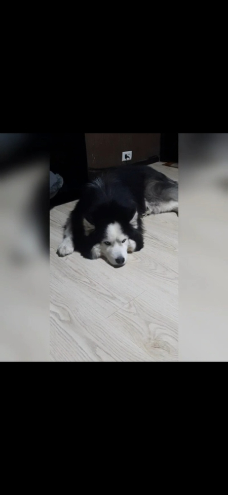Хаски кобель 4 года в хорошие руки