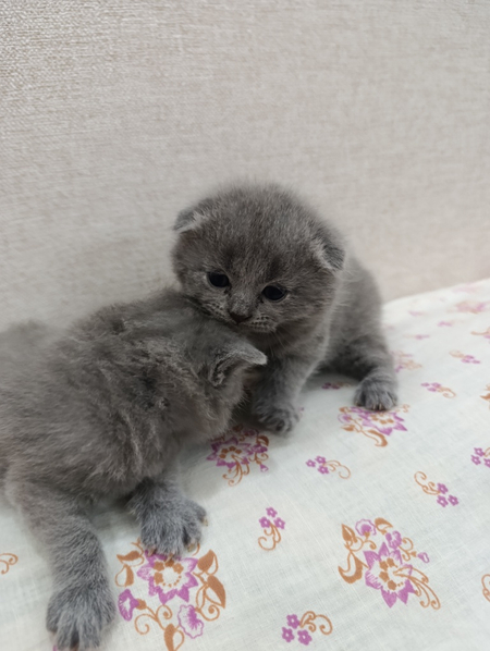 Чистокровные британцы
