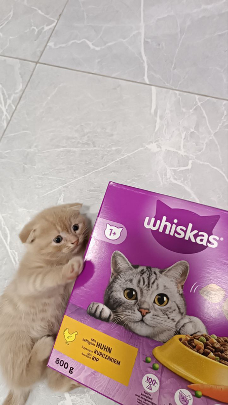 Продаётся котенок