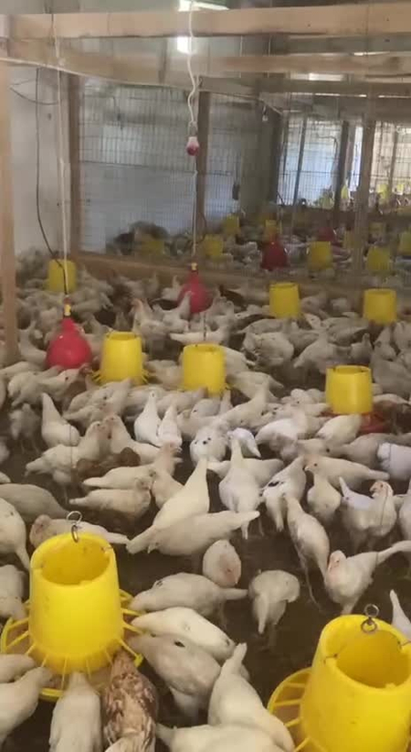 Sendi 100kunlik tovuqlari sotiladi firma abyom va donaga bor
