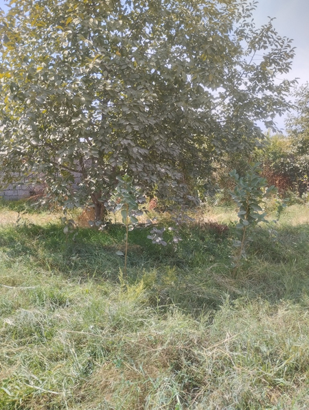 Toshkendan uncha uzo bomagan yer uchastka sotiladi